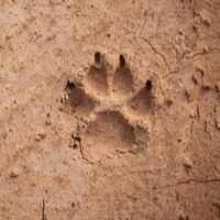 Animal Science Experiments - Science Fun