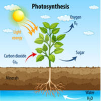 Botany And Biology Science Experiments - Science Fun